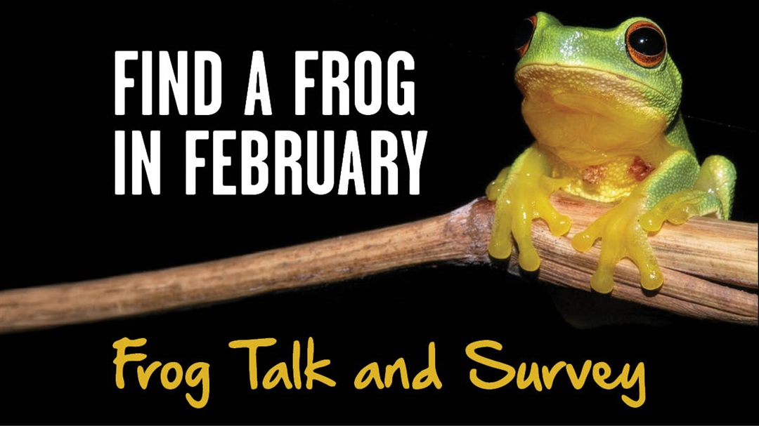 Frog Talk and Survey | Fraser Coast Regional Council