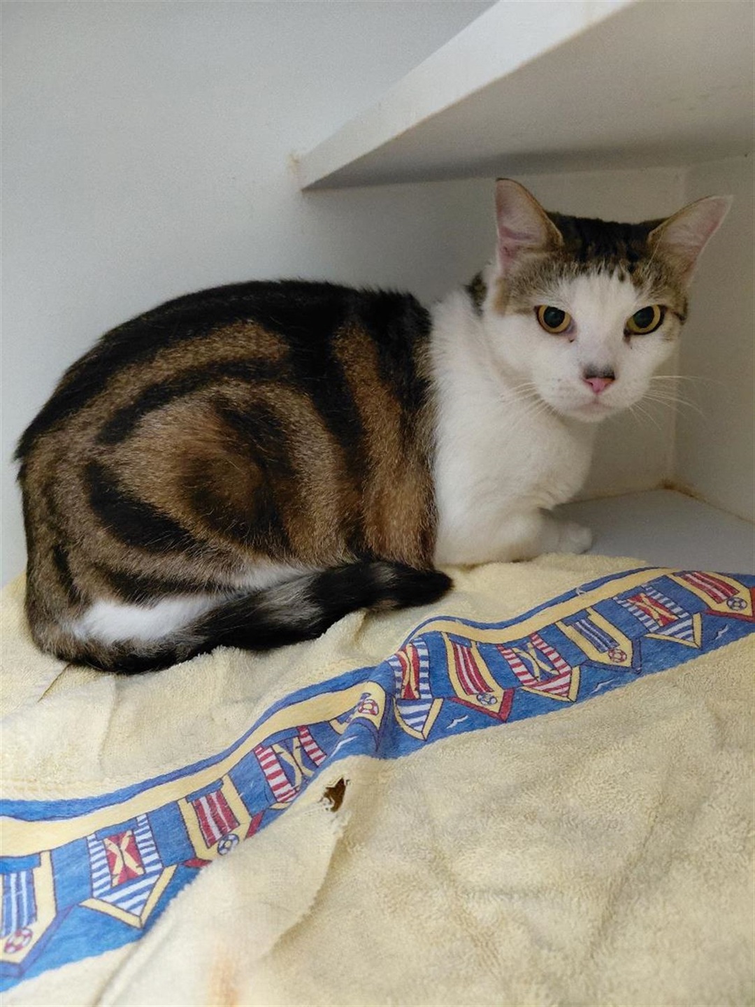 1010590 - Cat | Fraser Coast Regional Council