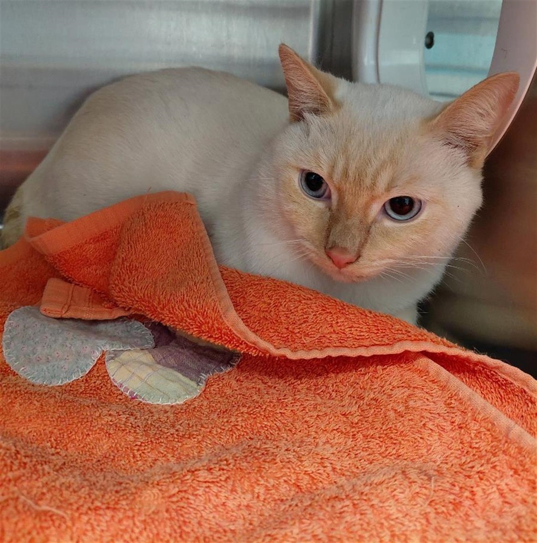 1010914 | Fraser Coast Regional Council