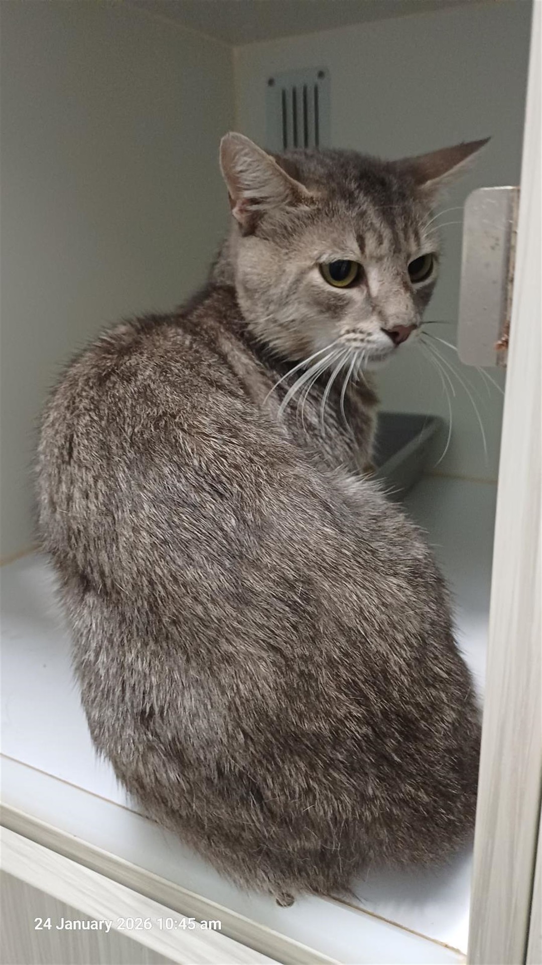 1010838 - Cat | Fraser Coast Regional Council