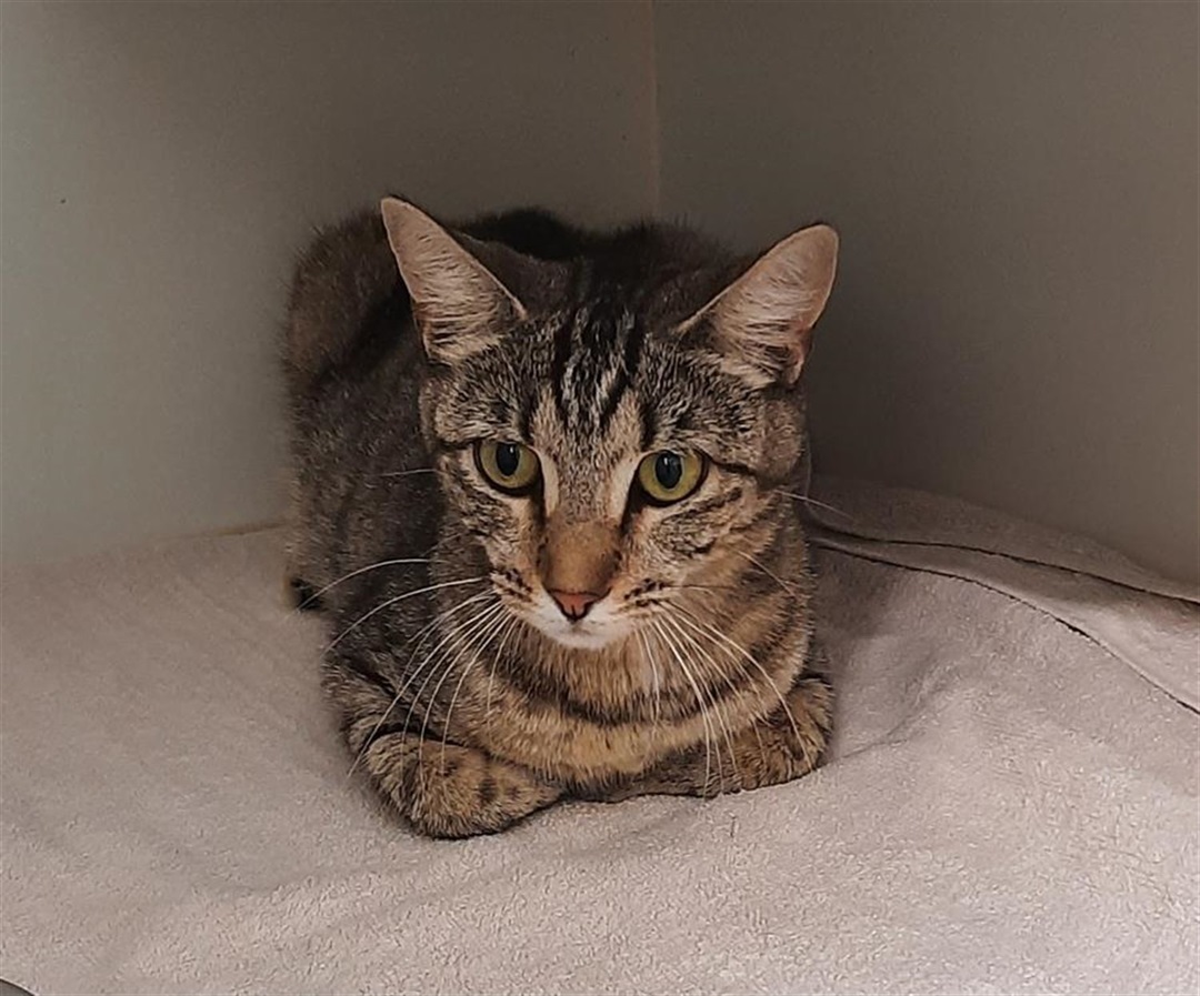 1010518 - Cat | Fraser Coast Regional Council