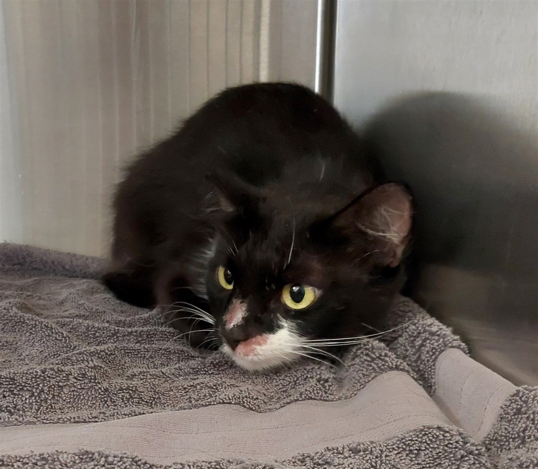 1010556 - Cat | Fraser Coast Regional Council