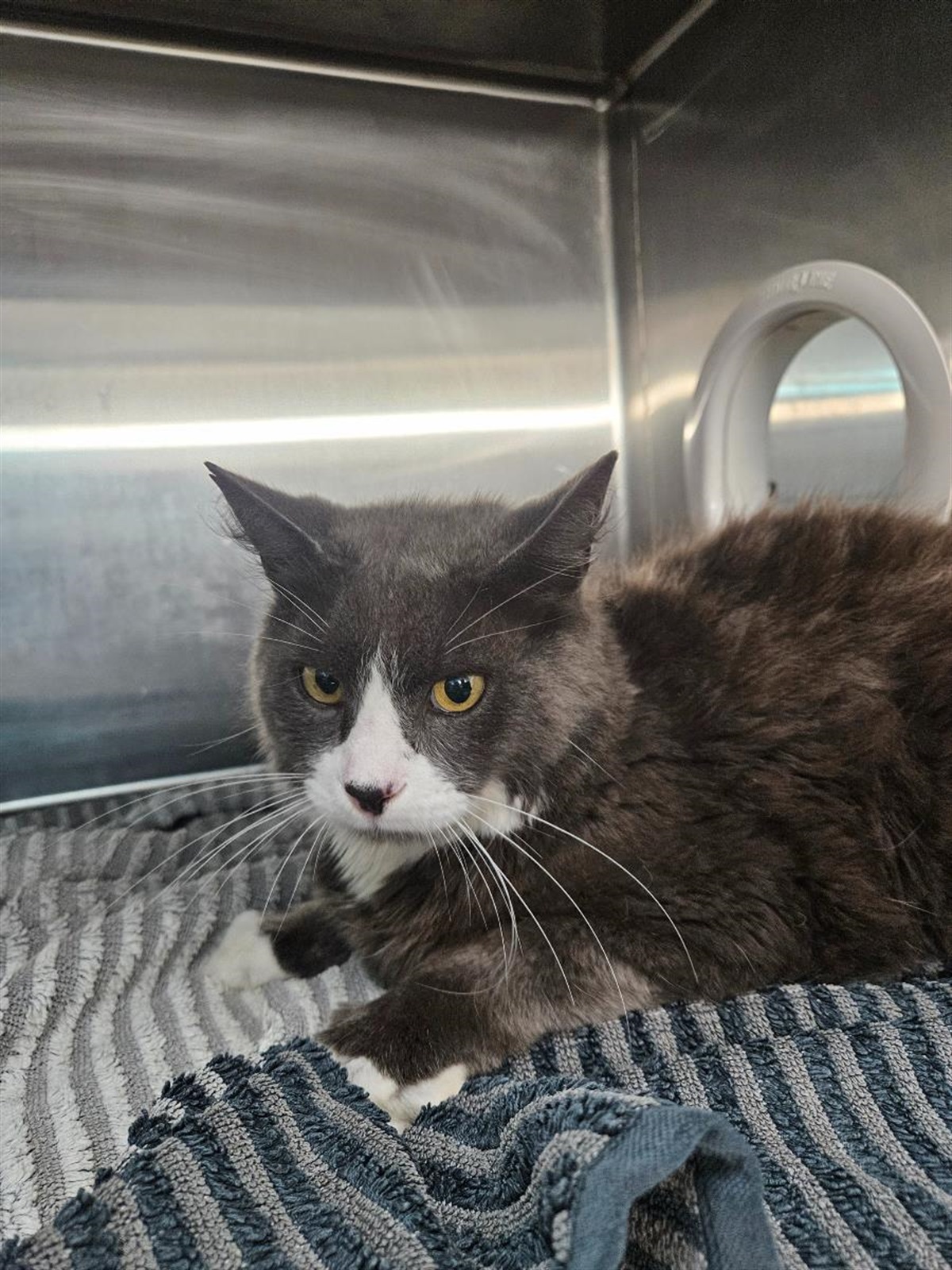 1010654 - Cat | Fraser Coast Regional Council