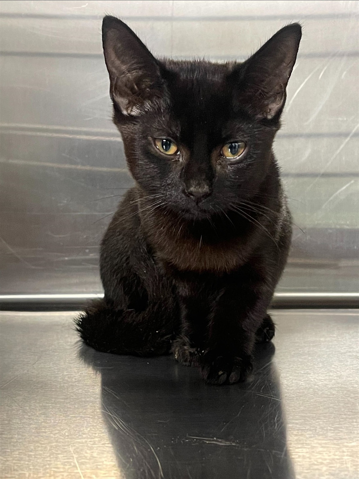 1010996 - Cat | Fraser Coast Regional Council