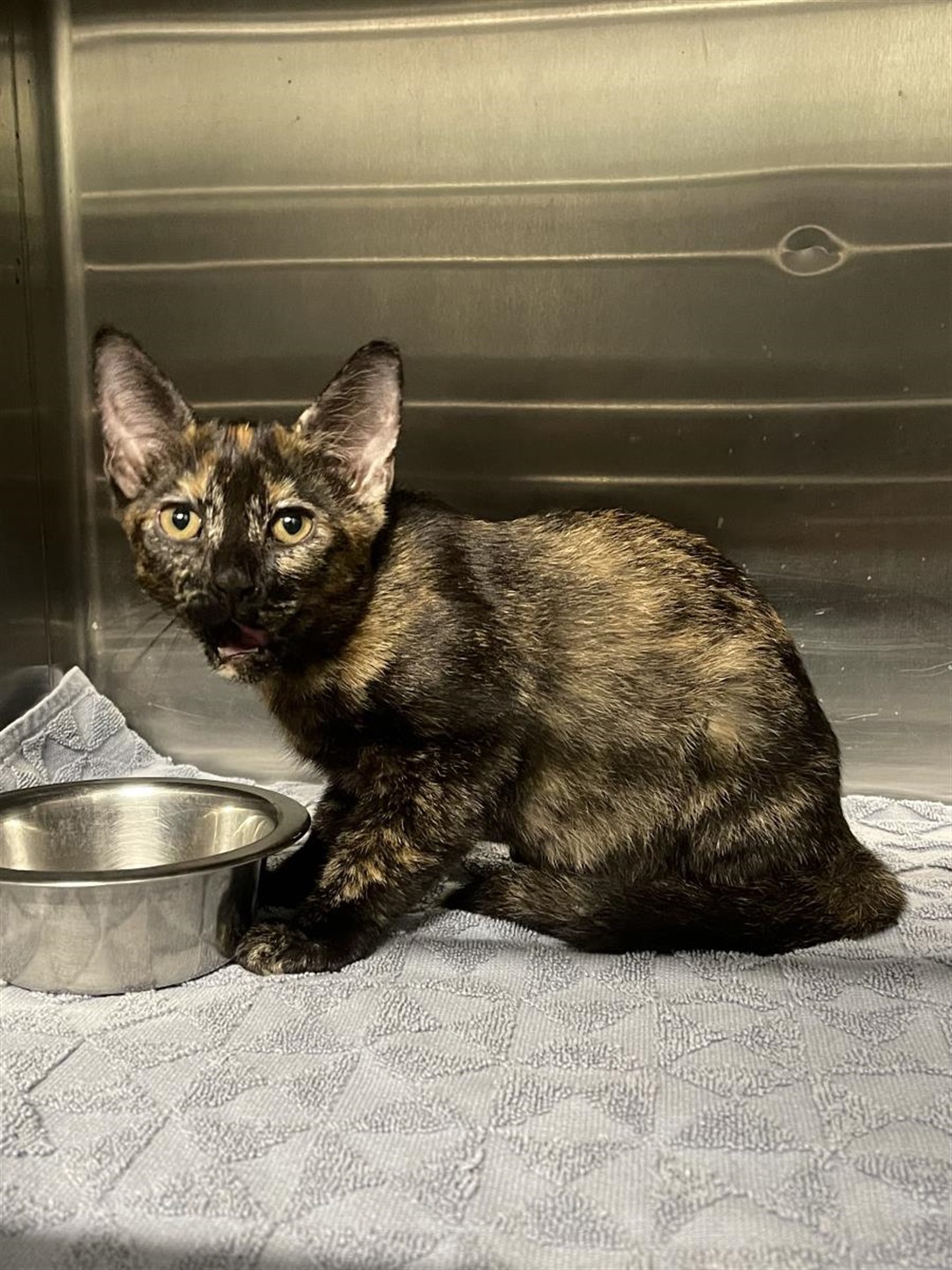 1010999 - Cat | Fraser Coast Regional Council